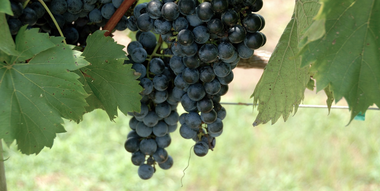 The Rapture: The Truth About the Second Coming of Christ